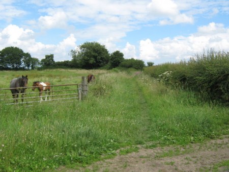 Shincliffe and Low Burnhall Wood – Bill's Walks